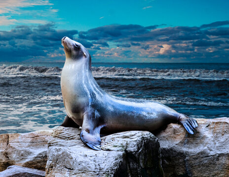 Is A Sea Dog A Seal