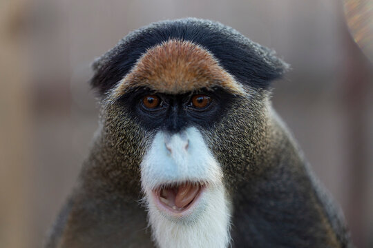 Neglectus Images – Browse 202 Stock Photos, Vectors, and Video | Adobe ...