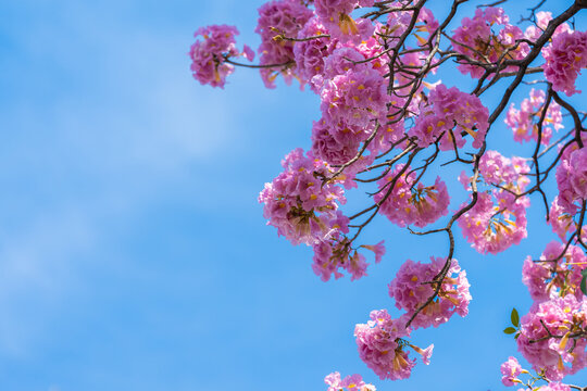 Pantip Images – Browse 374 Stock Photos, Vectors, and Video | Adobe Stock
