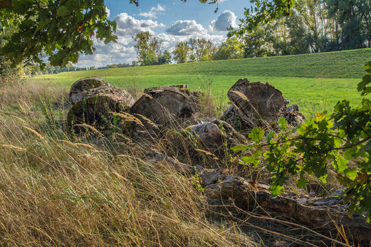 รูปภาพVerwesung – เลือกดูภาพถ่ายสต็อก เวกเตอร์ และวิดีโอ735 | Adobe Stock