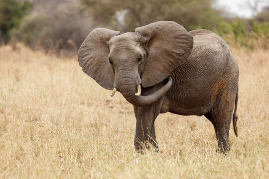 รูปภาพElepant – เลือกดูภาพถ่ายสต็อก เวกเตอร์ และวิดีโอ321 | Adobe Stock