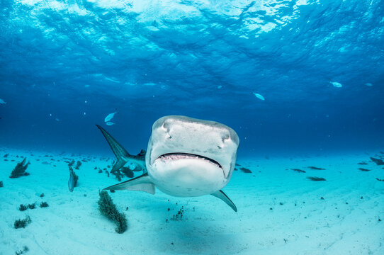 Haiarten Bilder – Durchsuchen 10,545 Archivfotos, Vektorgrafiken und ...