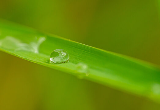 Dew-Drop bilder – Bläddra bland 2,742 stockfoton, vektorer och videor ...