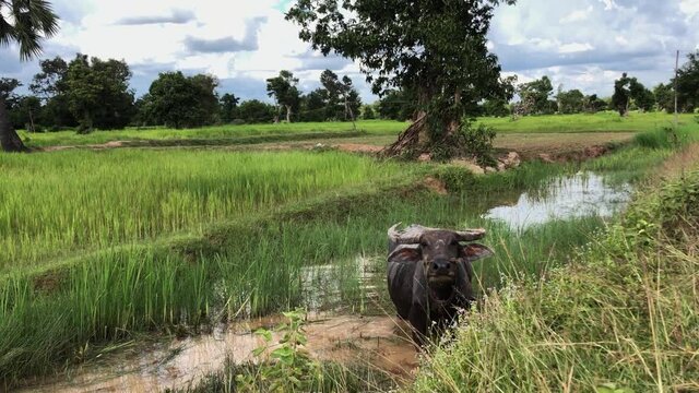 Carabeef Images – Browse 328 Stock Photos, Vectors, and Video | Adobe Stock