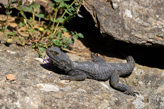 "Rock Agama" Images – Browse 1,217 Stock Photos, Vectors, and Video ...
