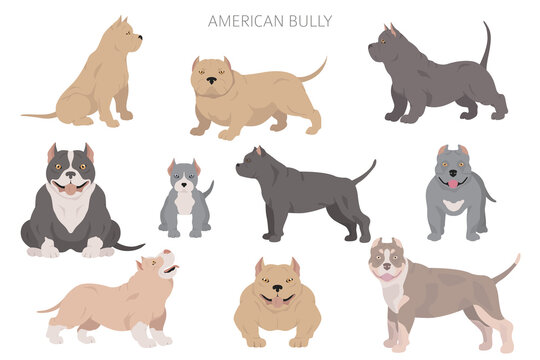 377 BEST American Bully Cartoon IMAGES, STOCK PHOTOS & VECTORS | Adobe ...