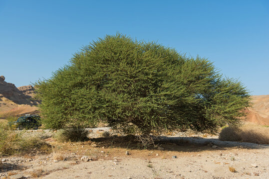 「Acacieae」の画像 - 776 件の Stock 写真、ベクターおよびビデオ | Adobe Stock
