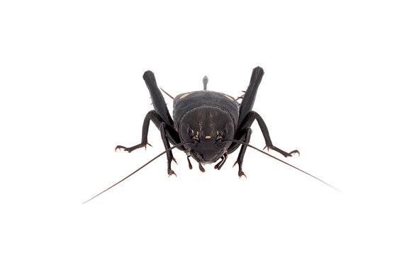 รูปภาพBimaculatus – เลือกดูภาพถ่ายสต็อก เวกเตอร์ และวิดีโอ292 | Adobe Stock
