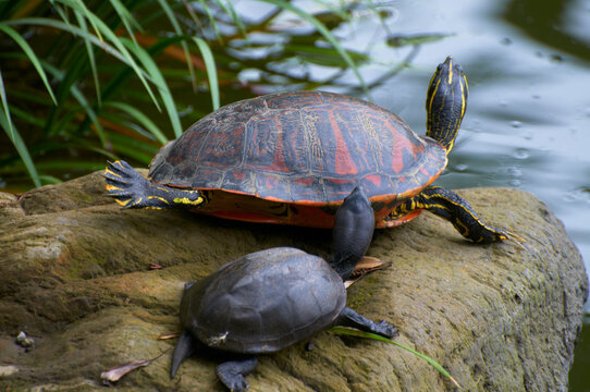 Archosaurier Bilder – Durchsuchen 507 Archivfotos, Vektorgrafiken und ...