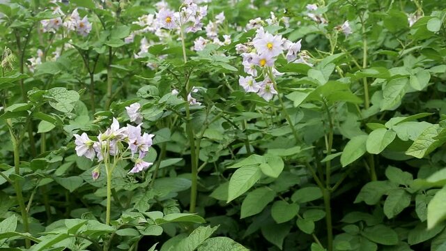 "Potato Tops"-Bilder: Stock-Fotos & -Videos. | Adobe Stock