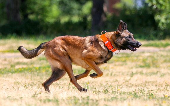 Malinua bilder – Bläddra bland 164 stockfoton, vektorer och videor ...