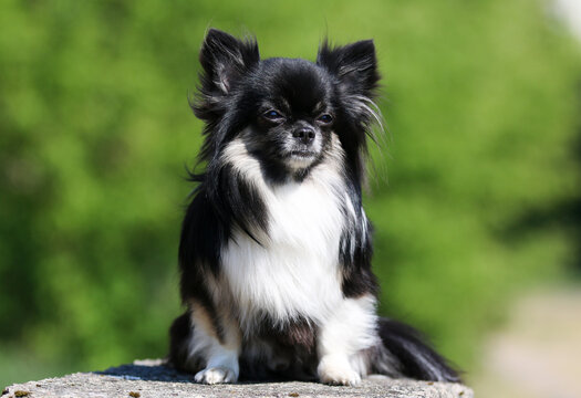รูปภาพChiwawa – เลือกดูภาพถ่ายสต็อก เวกเตอร์ และวิดีโอ9,836 | Adobe Stock