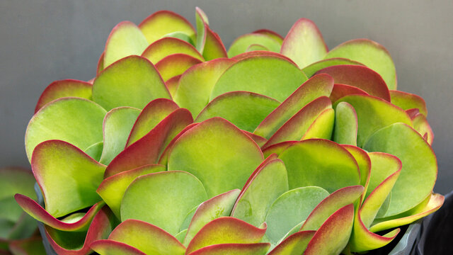 Dickblatt Images – Browse 474 Stock Photos, Vectors, and Video | Adobe ...