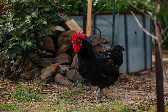 รูปภาพAustralorp – เลือกดูภาพถ่ายสต็อก เวกเตอร์ และวิดีโอ594 | Adobe Stock