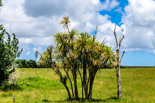 รูปภาพDargaville – เลือกดูภาพถ่ายสต็อก เวกเตอร์ และวิดีโอ104 | Adobe Stock