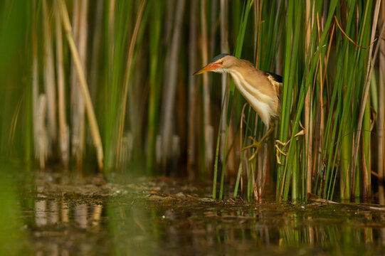 Dommel-Bilder: Stock-Fotos & -Videos. | Adobe Stock
