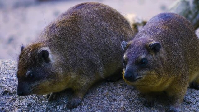 "Rock Rabbit" Bilder – Durchsuchen 12,367 Archivfotos, Vektorgrafiken ...