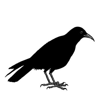 "Red-Billed Chough" Images – Browse 306 Stock Photos, Vectors, and ...