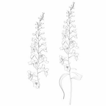 Delphinium Flower Drawing