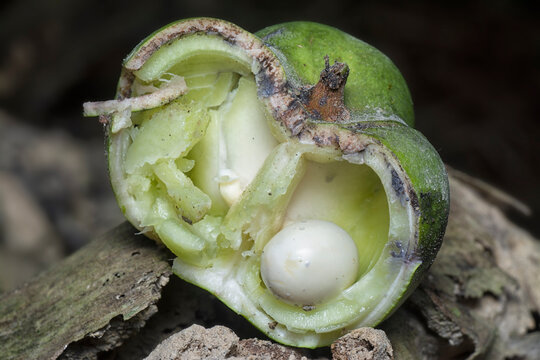 Caruncle Images – Browse 835 Stock Photos, Vectors, and Video | Adobe Stock