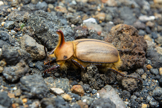 "Elephant Beetle" Images – Browse 291 Stock Photos, Vectors, and Video ...