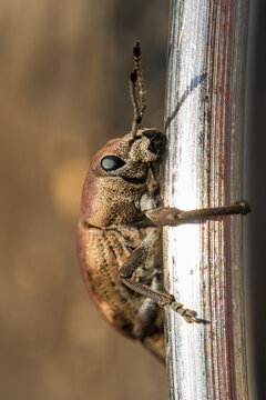 รูปภาพBroad-Nosed – เลือกดูภาพถ่ายสต็อก เวกเตอร์ และวิดีโอ363 | Adobe Stock