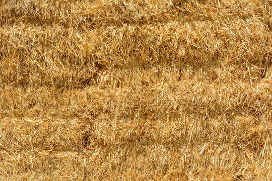 Hay Field Texture