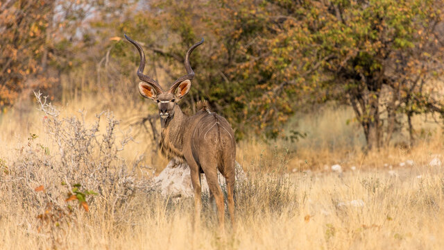 "Kudu Bull"-Bilder: Stock-Fotos & -Videos. | Adobe Stock