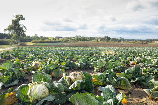 Kopfkohl 이미지 – 찾아보기 198 스톡 사진, 벡터 및 비디오 | Adobe Stock
