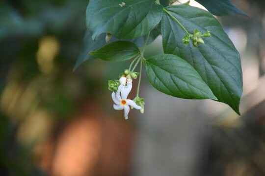 รูปภาพParijat – เลือกดูภาพถ่ายสต็อก เวกเตอร์ และวิดีโอ293 | Adobe Stock