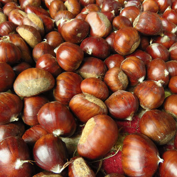 「Kastanje」の画像 - 42 件の Stock 写真、ベクターおよびビデオ | Adobe Stock