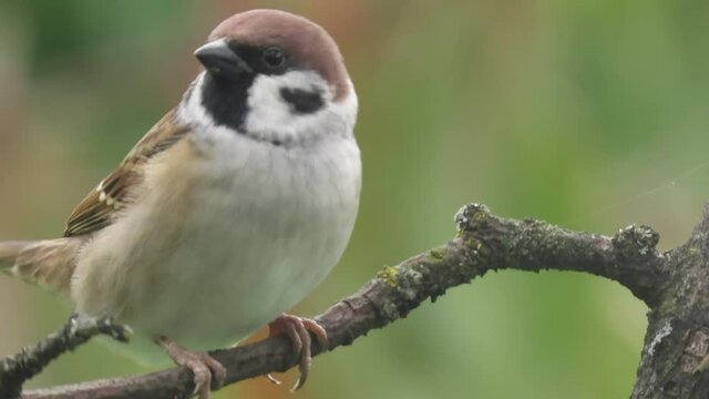 Passere Images – Browse 21,431 Stock Photos, Vectors, and Video | Adobe ...