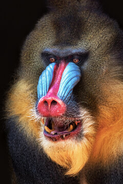 Angry Baboon