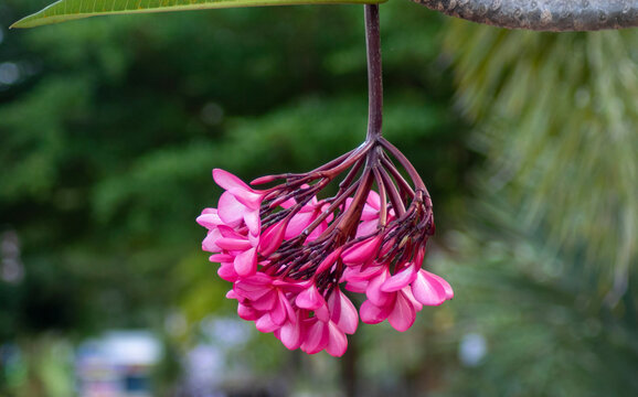 Kemboja Images – Browse 44 Stock Photos, Vectors, and Video | Adobe Stock