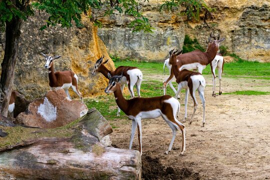 รูปภาพAddra – เลือกดูภาพถ่ายสต็อก เวกเตอร์ และวิดีโอ493 | Adobe Stock