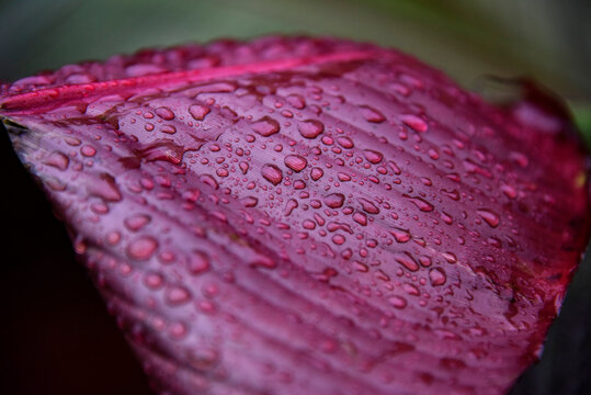 รูปภาพEnset – เลือกดูภาพถ่ายสต็อก เวกเตอร์ และวิดีโอ116 | Adobe Stock