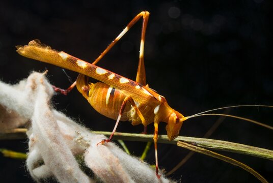 รูปภาพEnsifera – เลือกดูภาพถ่ายสต็อก เวกเตอร์ และวิดีโอ1,700 | Adobe Stock