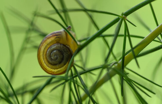 Slimak Images – Browse 60 Stock Photos, Vectors, and Video | Adobe Stock