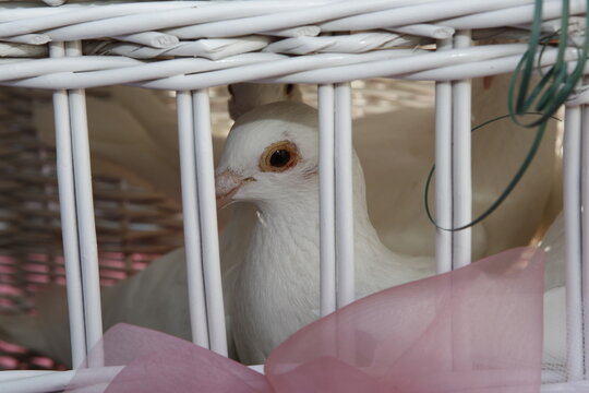 Taubenbabys Bilder – Durchsuchen 11,563 Archivfotos, Vektorgrafiken und ...