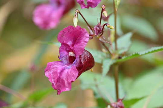 Snapweed Bilder – Durchsuchen 320 Archivfotos, Vektorgrafiken und ...