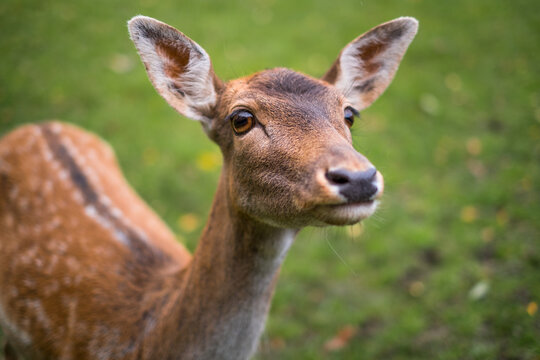 Rehaugen Bilder – Durchsuchen 4,318 Archivfotos, Vektorgrafiken und ...