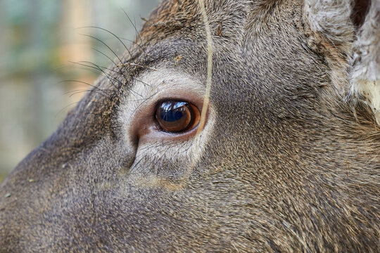 "Deer Eye" Images – Browse 876 Stock Photos, Vectors, and Video | Adobe ...