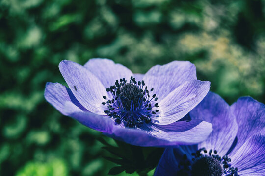 รูปภาพCoronaria – เลือกดูภาพถ่ายสต็อก เวกเตอร์ และวิดีโอ3,453 | Adobe Stock