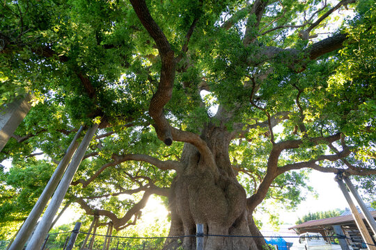 章 Images – Browse 988 Stock Photos, Vectors, and Video | Adobe Stock