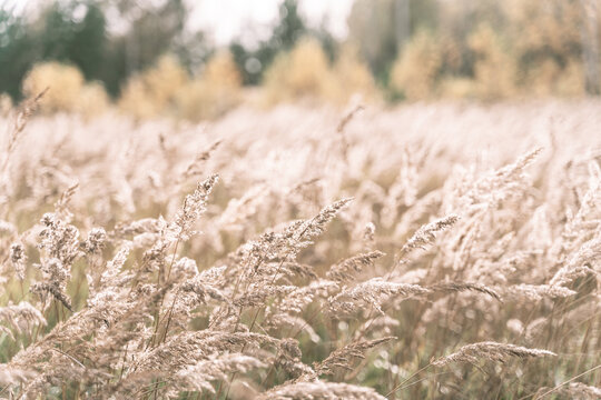 Weichweizen Bilder – Durchsuchen 41,304 Archivfotos, Vektorgrafiken und ...