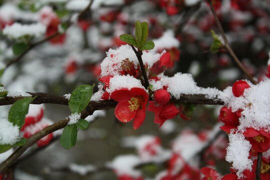 "Snow On Flowers" Images – Browse 107 Stock Photos, Vectors, and Video ...