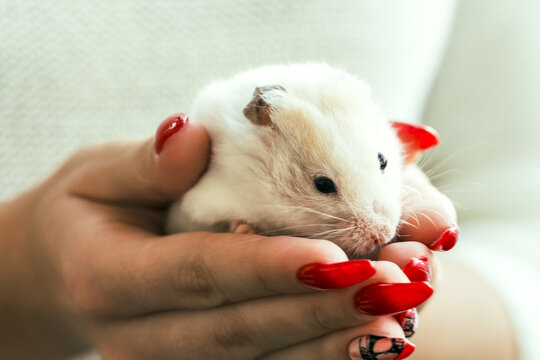 White Hamsters With Red Eyes