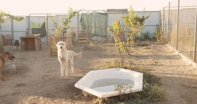 "Dog Shelter" Images – Browse 24,152 Stock Photos, Vectors, and Video ...