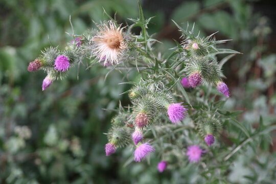 Distelarten Bilder – Durchsuchen 134 Archivfotos, Vektorgrafiken und ...