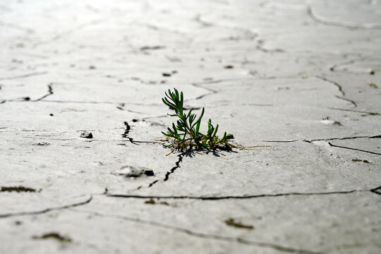 Planze Bilder – Durchsuchen 1,577 Archivfotos, Vektorgrafiken und ...